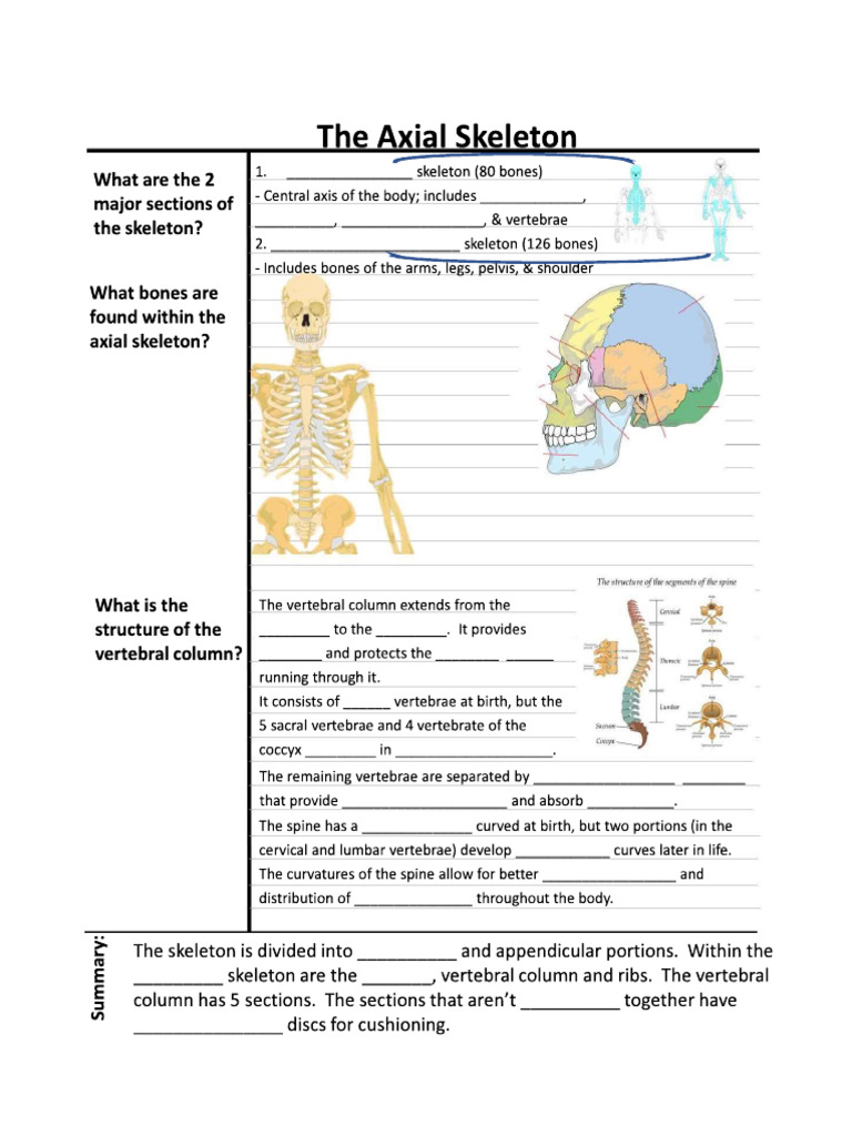 Notes 4 Axial Skeleton | PDF