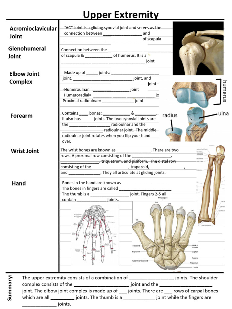 Notes 6 - Upper Extremeties | PDF | Hand | Joints