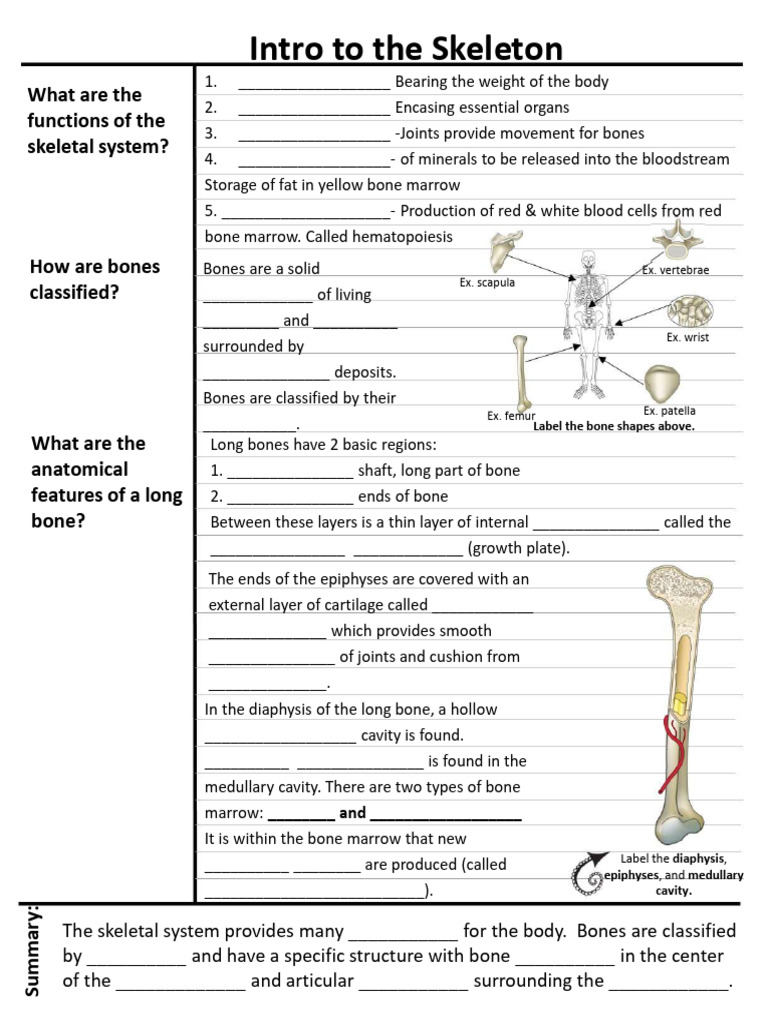 Notes 1 & 2 Intro To Skele and Mico Anat | PDF | Bone | Skeleton