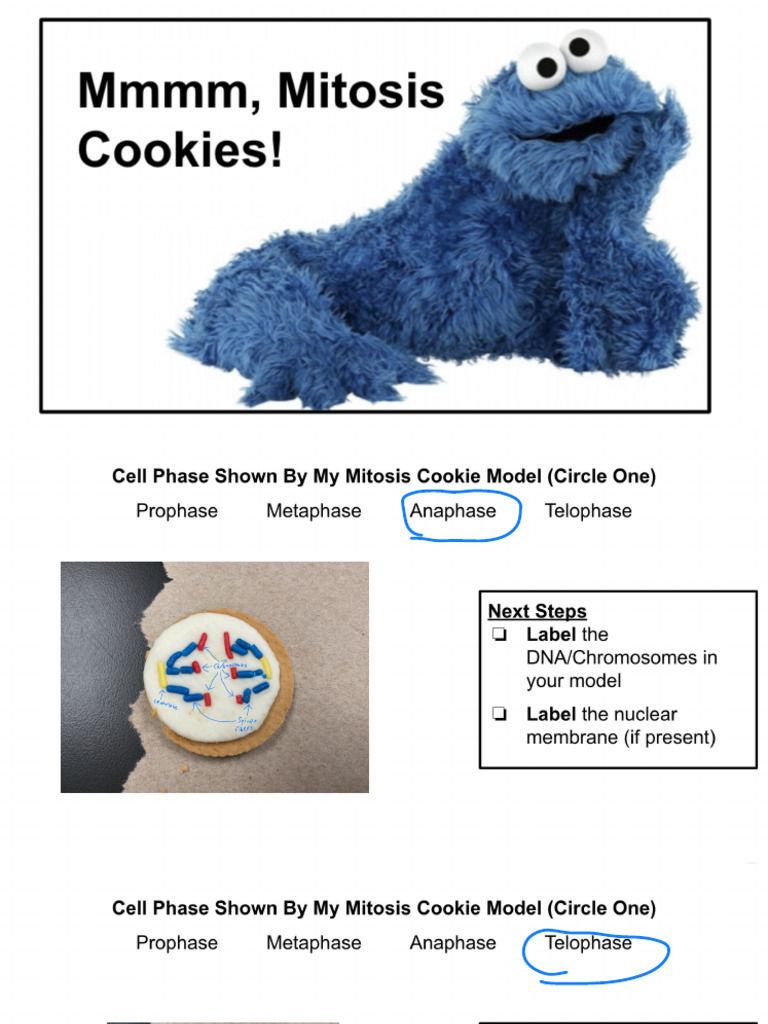 Mitosis Cookie Lab | PDF