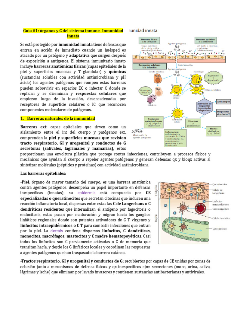 Guía 1 Organos y C Sistema Inmune - Inmunidad Innata | PDF | Inflamación | Sistema inmune