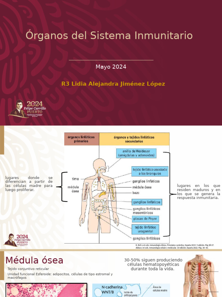Organos Del Sistema Inmunitario | PDF | Linfocitos | Sistema inmune