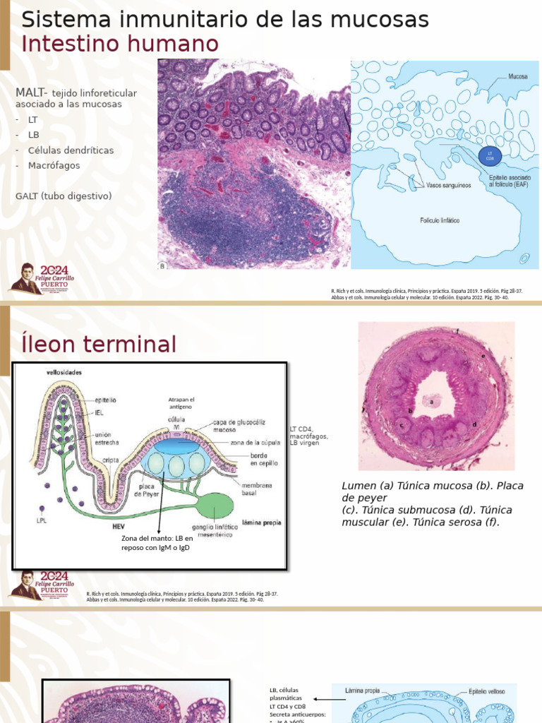 Organos Del Sistema Inmunitario Volumen 2 | PDF | Membrana mucosa | Linfocitos