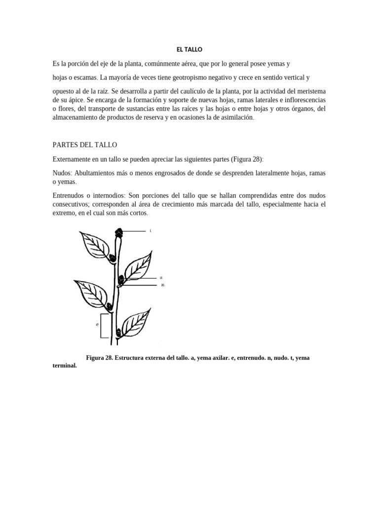 MODULO 3 HOJA TALLO Y RAIZ | PDF