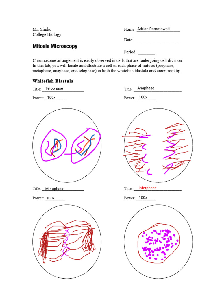 Kami Export - Adrian Ramotowski - Mitosis Microscopy Lab | PDF