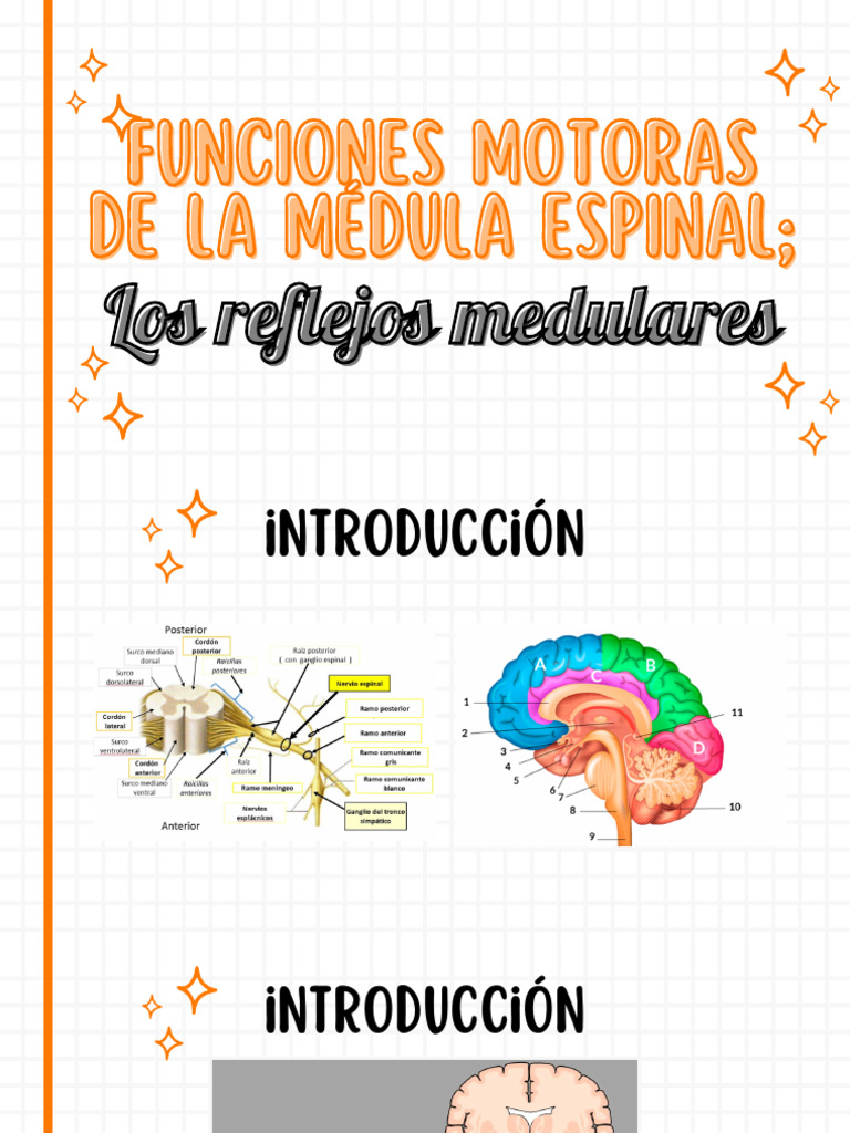 Capitulo 55 - Funciones Motoras de La Medula Espinal | PDF