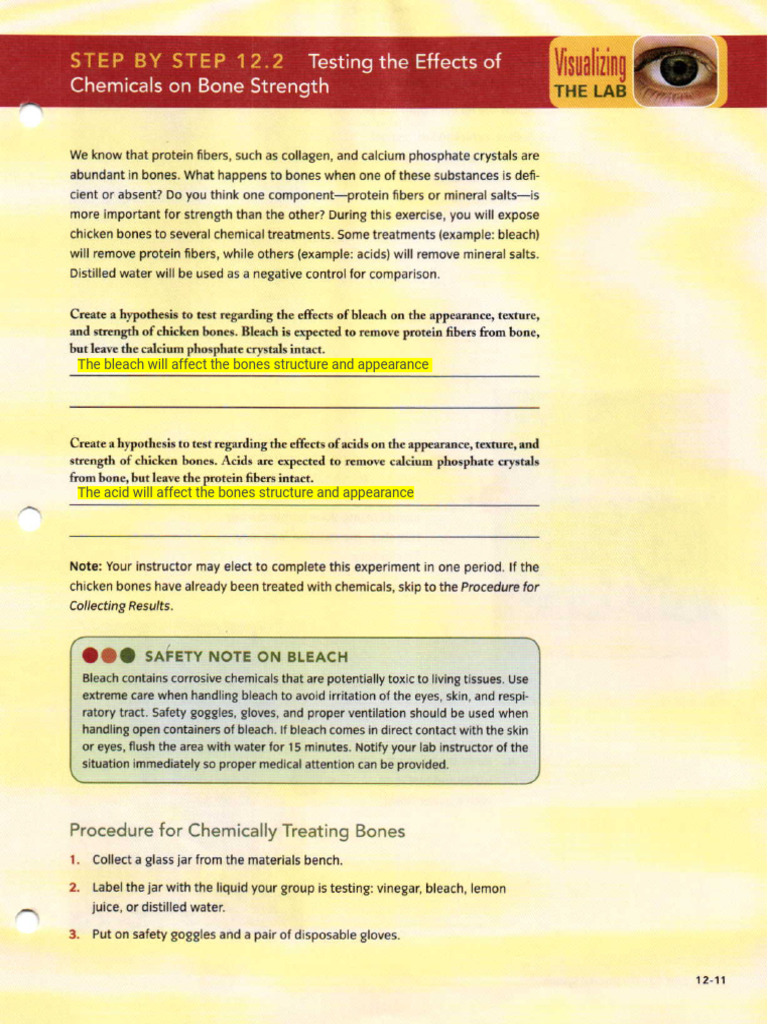 Kami Export - Lab 9-The Effects of Chemicals On Bone Strength | PDF ...