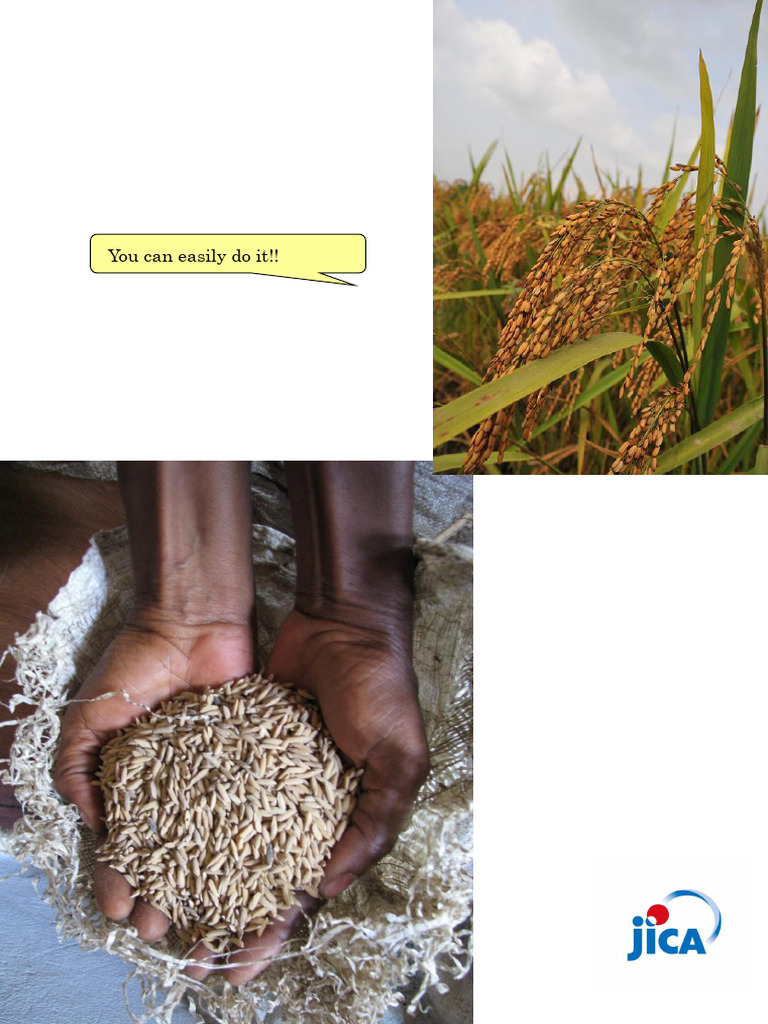 Guide For Nerica en | PDF | Sowing | Rice