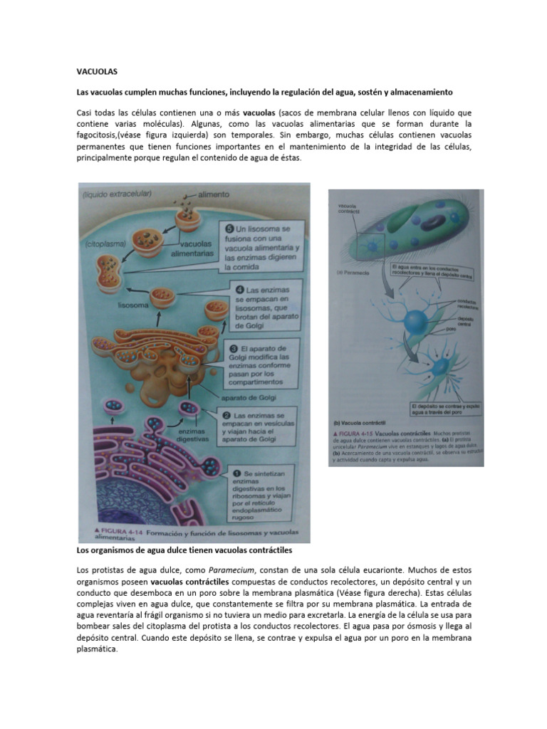 Funciones y tipos de vacuolas celulares | PDF | Biología Celular ...