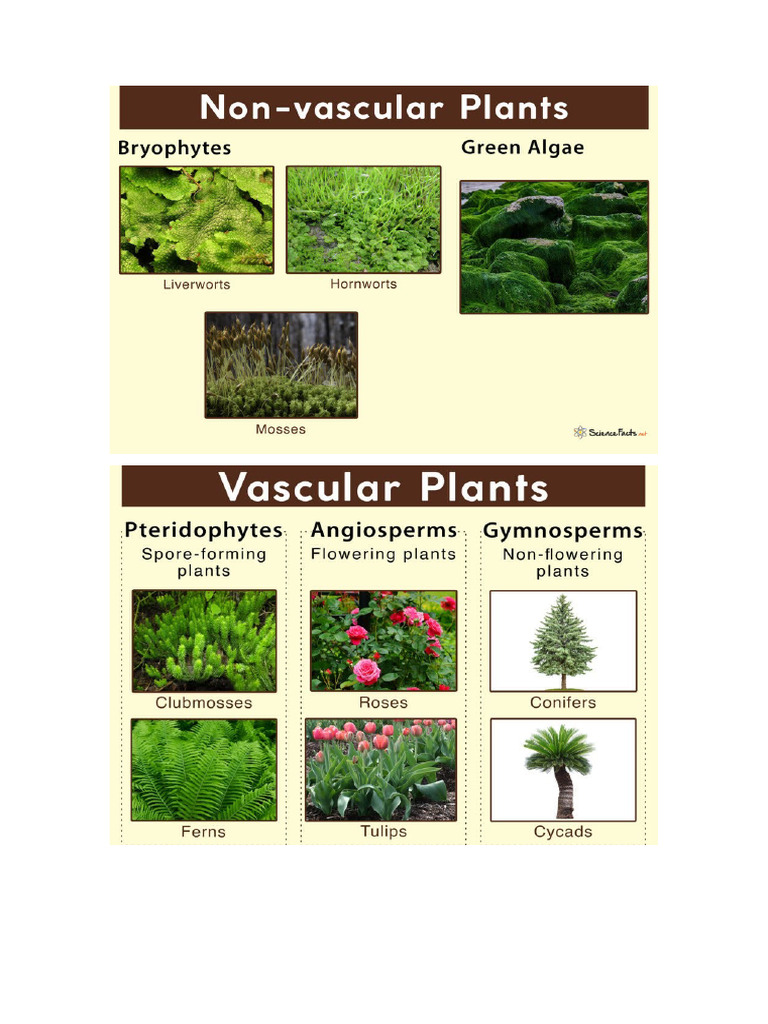 EMMA - SCIENCE - Vascular, Non Vascular and Seedless Plants | PDF