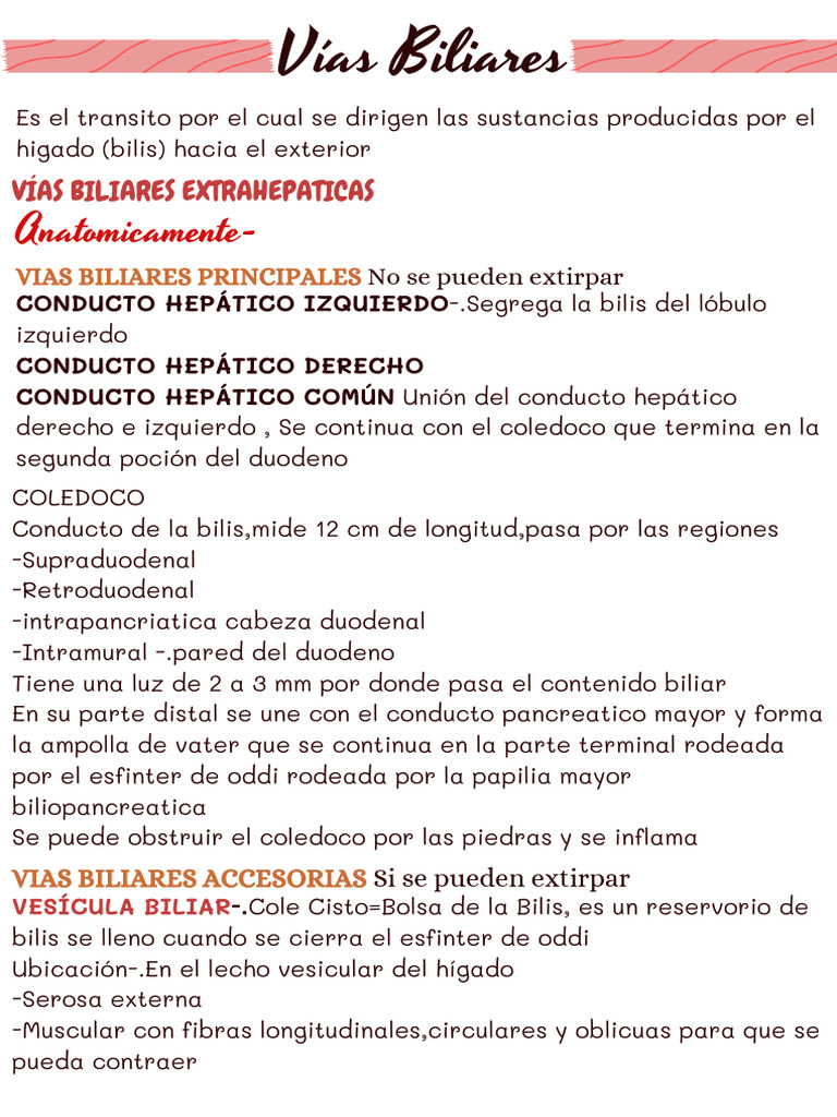 Anatomía y Función de las Vías Biliares | PDF | Bilis | Vesícula biliar