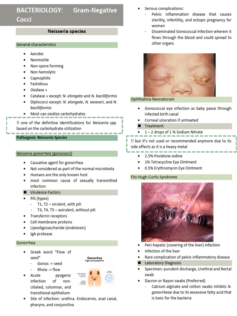 BACTE (LAB) - Gram-Negative Cocci | PDF | Microbiology