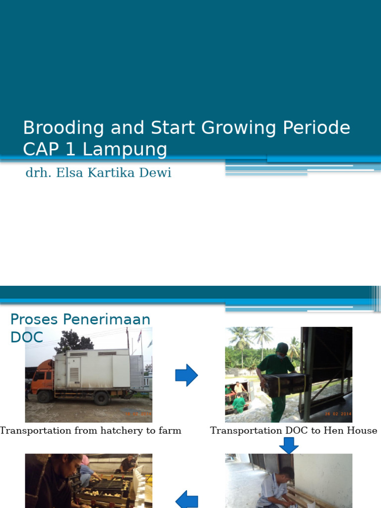Brooding and Start Growing Periode_drh.elsa | PDF