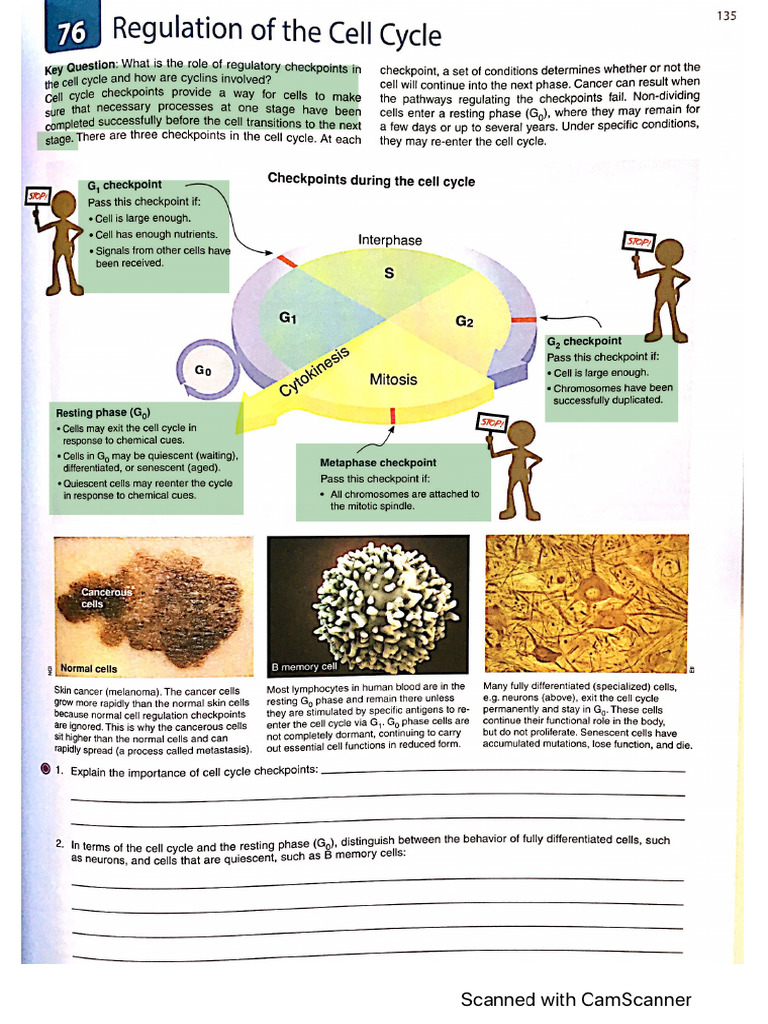 4.7 Cell Cycle Regulation | PDF