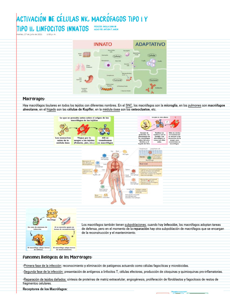Funciones y Polarización de Macrófagos | PDF | Citocina | Macrófago