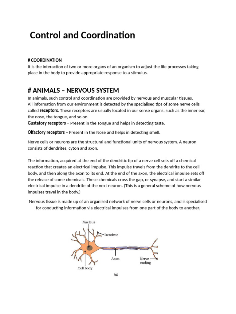 Control and Coordination Textbook Summarized | PDF | Central Nervous System | Neuron
