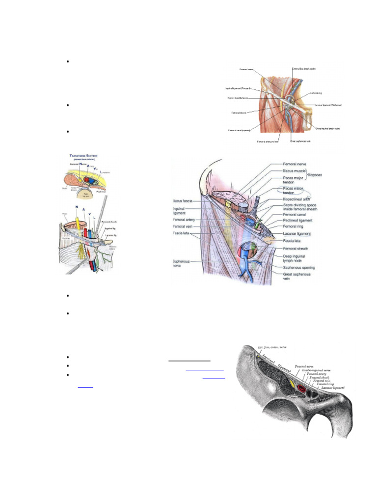 Femoral Triangle Anatomy Overview | PDF | Limbs (Anatomy) | Lower Limb ...