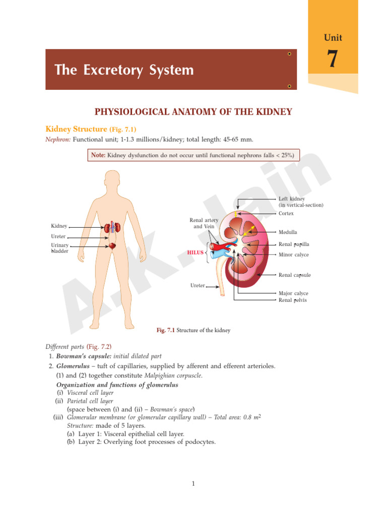 Unit 7 The Excretory System | PDF | Kidney