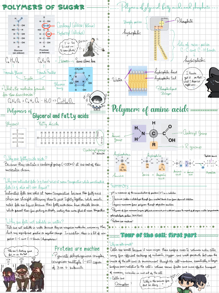 Cell Biology: Polymer Basics | PDF