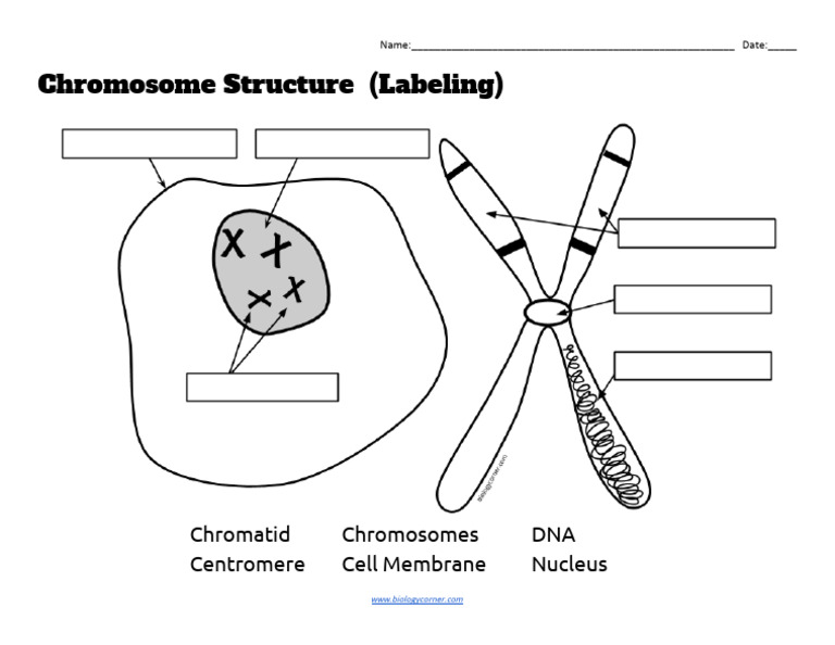 Biology Students: Chromosome Labeling | PDF