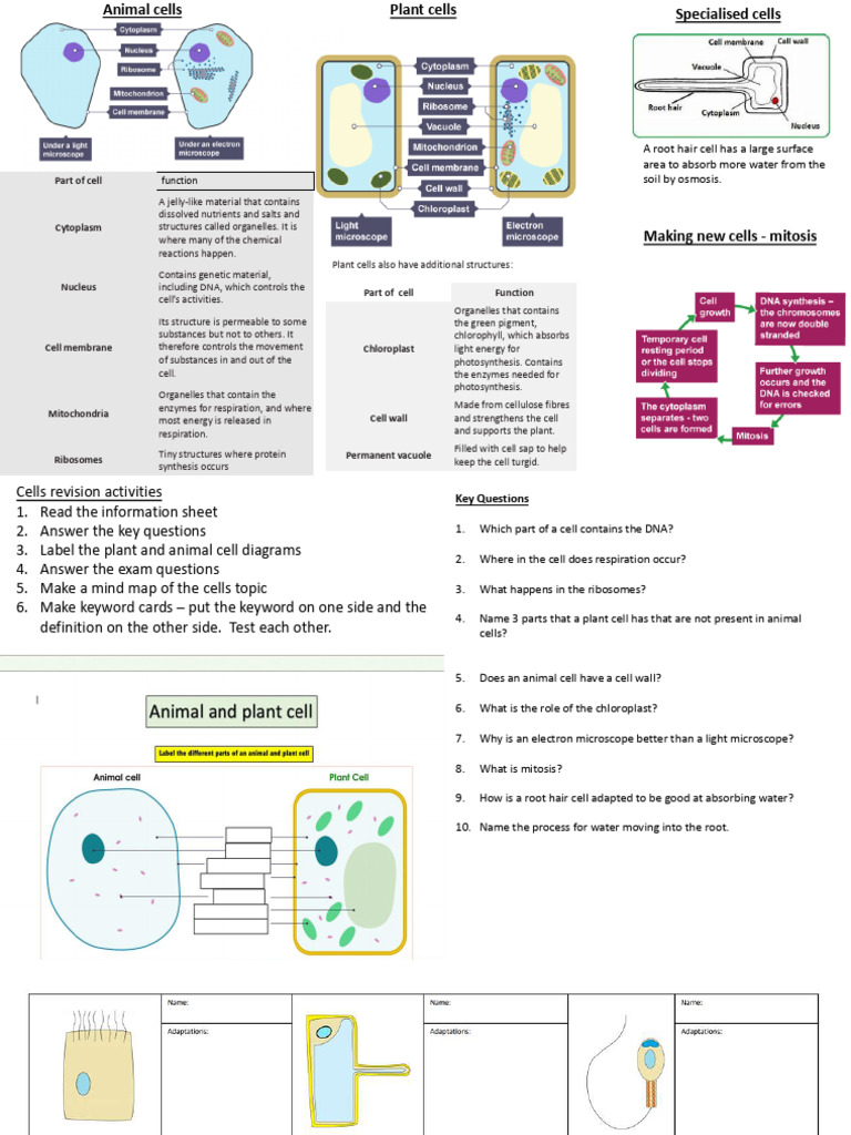 easy-cells-revision-sheet | PDF | Cell (Biology) | Chloroplast