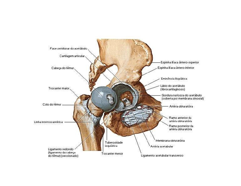 Articulacion Coxofemoral | PDF