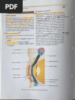 basic-eom-motility | PDF | Anatomical Terms Of Motion | Ophthalmology