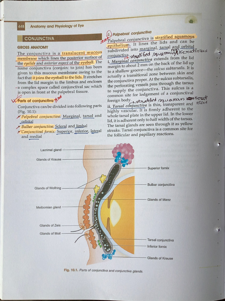 Conjunctiva Anatomy Khurana | PDF