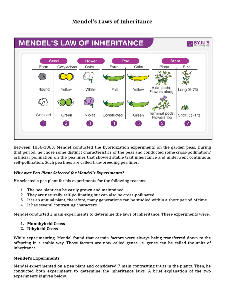 Mendel’s_Laws_of_Inheritance | PDF | Dominance (Genetics) | Genotype