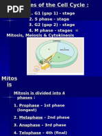 Mitosis Mover Webquest Bioman PDF | PDF | Mitosis | Chromosome