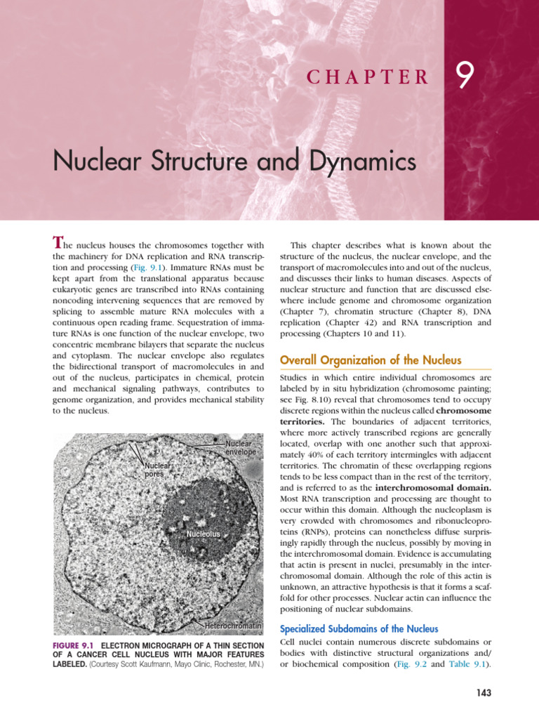 Nuclear Structure and Function Overview | PDF | Cell Nucleus ...