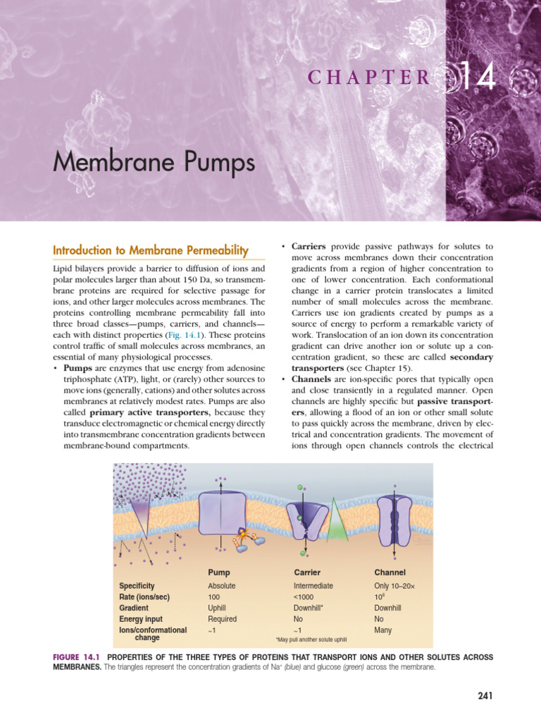 14 membran pumps | PDF | Cell Membrane | Cell Biology