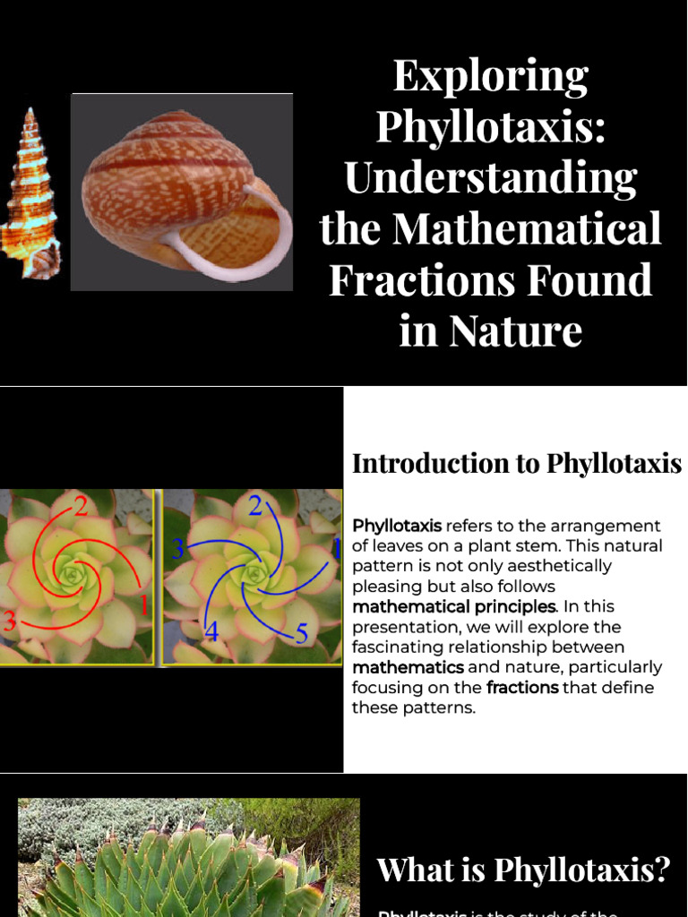 Presentation on Phyllotaxis | PDF | Mathematics