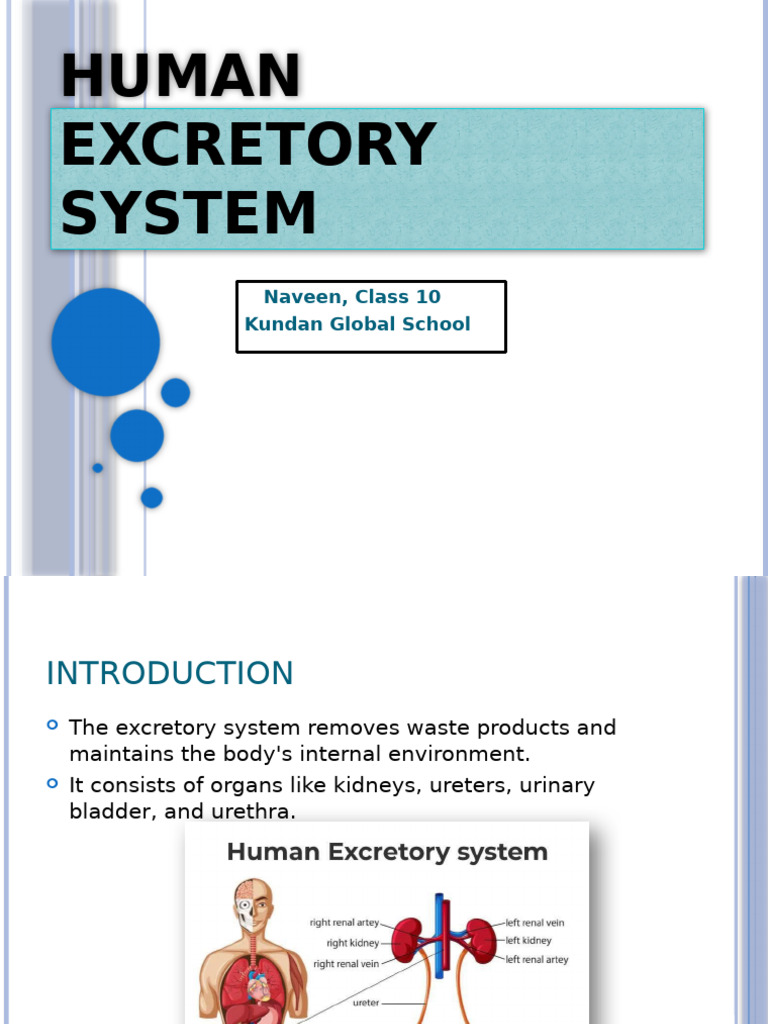Understanding the Human Excretory System | PDF