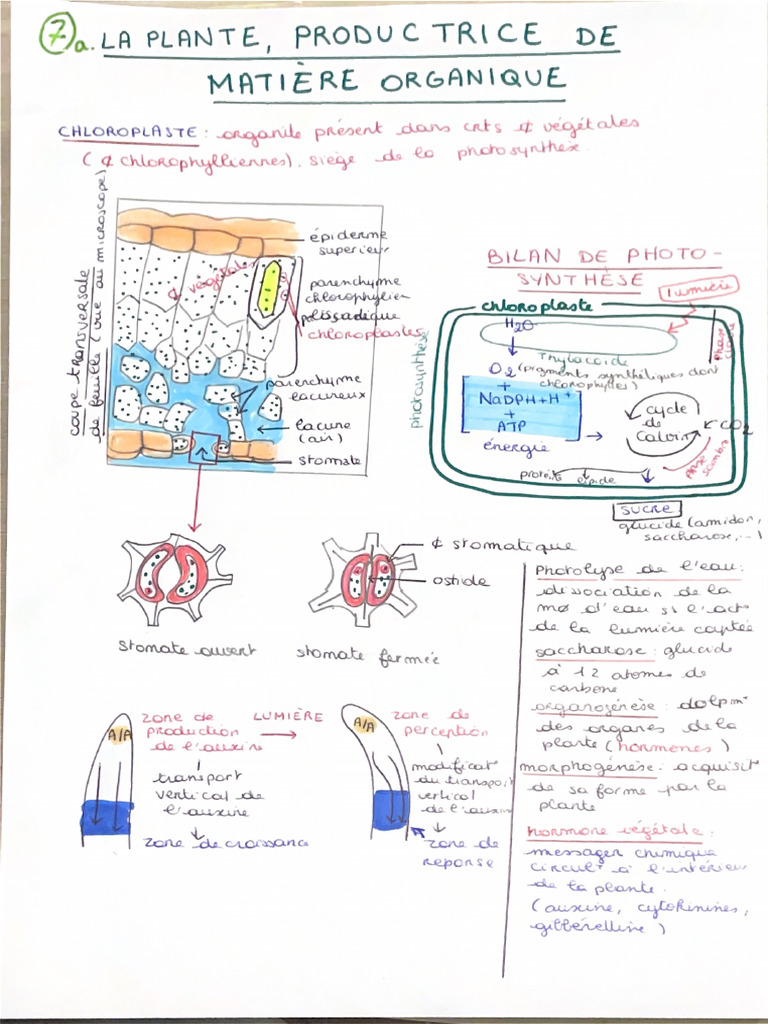 A - La Plante, Productrice de Matière Organique | PDF