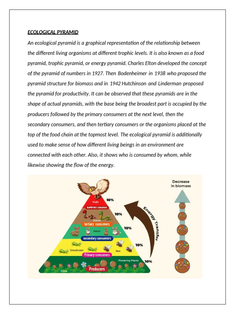 Ecological Pyramid Project Class 12.pptx - Docx1 NEW | PDF | Food Web ...