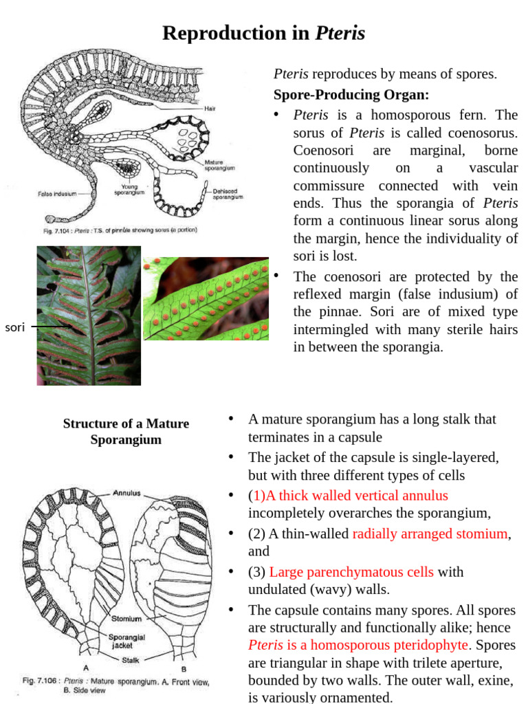 Lecture 5_Reproduction in Pteris | PDF | Embryo | Spore