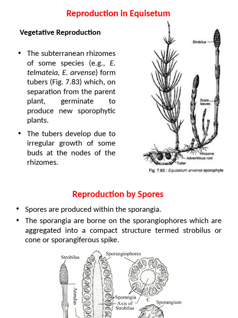 Lecture 3_Reproduction in Equisetum | PDF | Biological Interactions | Horticultural Techniques