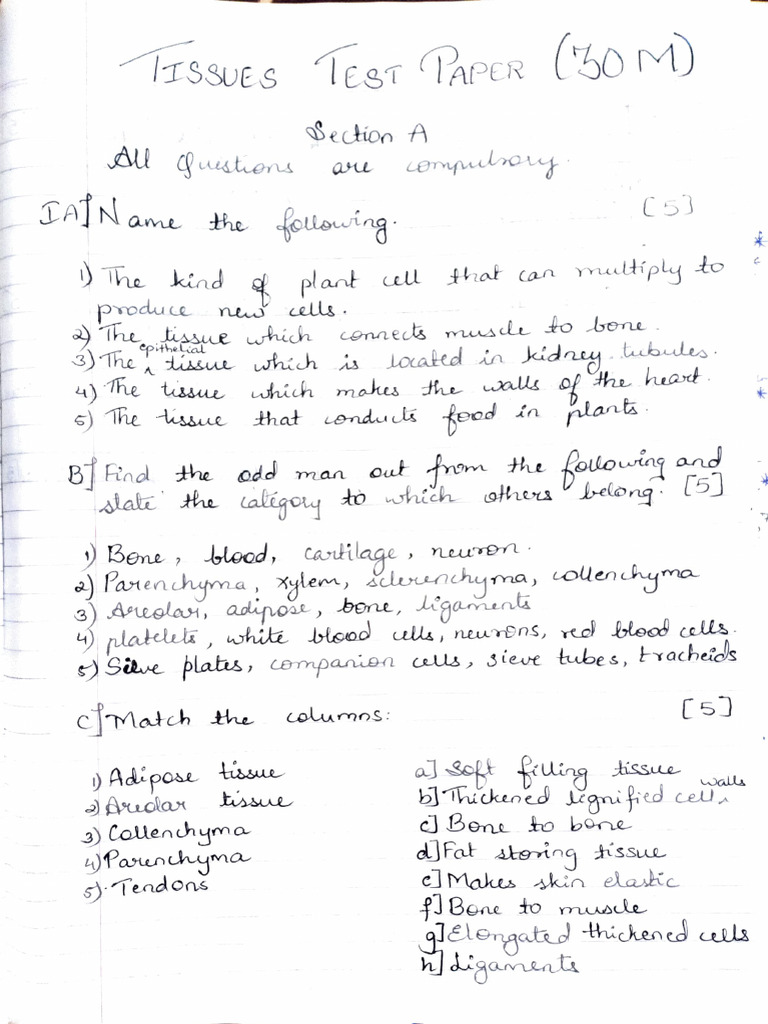 Tissues Test Paper 30 Marks | PDF
