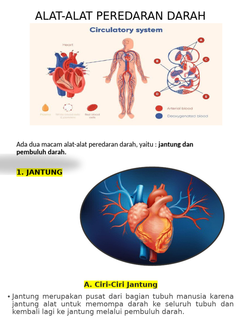 Alat Peredaran Darah dan Fungsinya | PDF