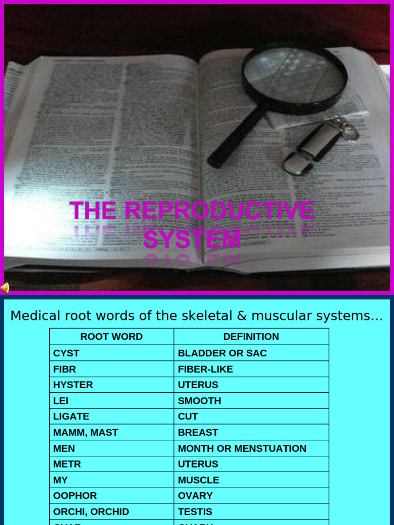 Med Term Reproductive System-1-1 | PDF | Reproductive System | Vagina