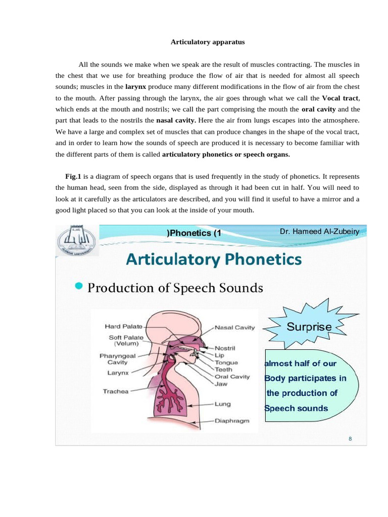 Articulatory Apparatus | PDF | Phonetics | Human Voice