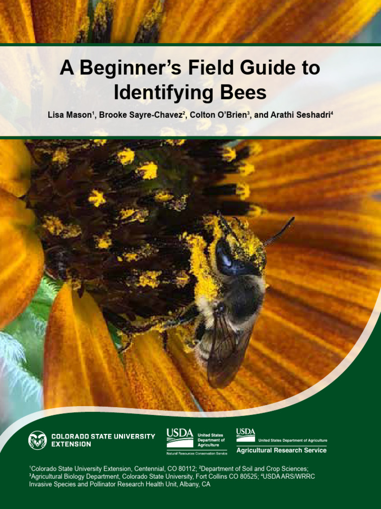 Beginner's Guide to Identifying Bees | PDF | Bees | Eusociality