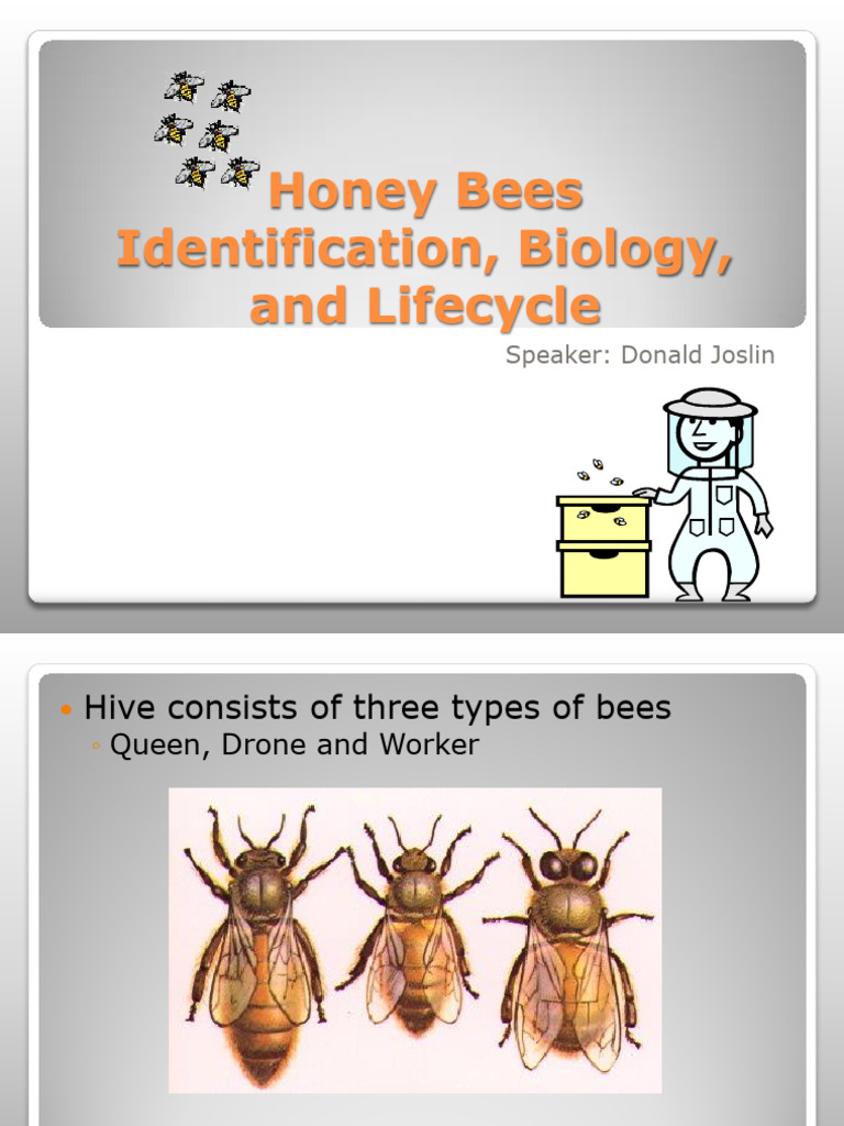 Honey Bees: Biology and Lifecycle Overview | PDF | Honey Bee | Bees