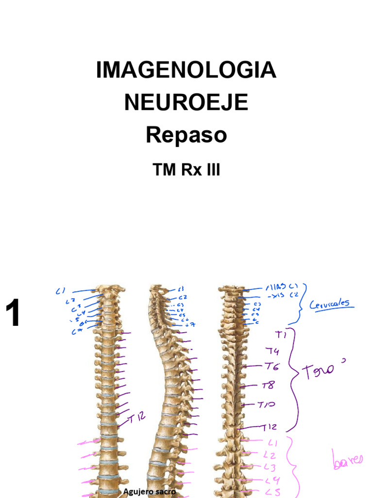 Anatomía y Ligamentos del Neuroeje | PDF | Médula espinal | Vértebra