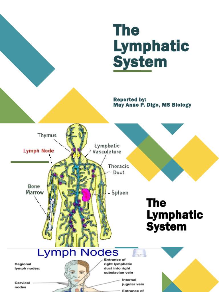 The Lymphatic System | PDF