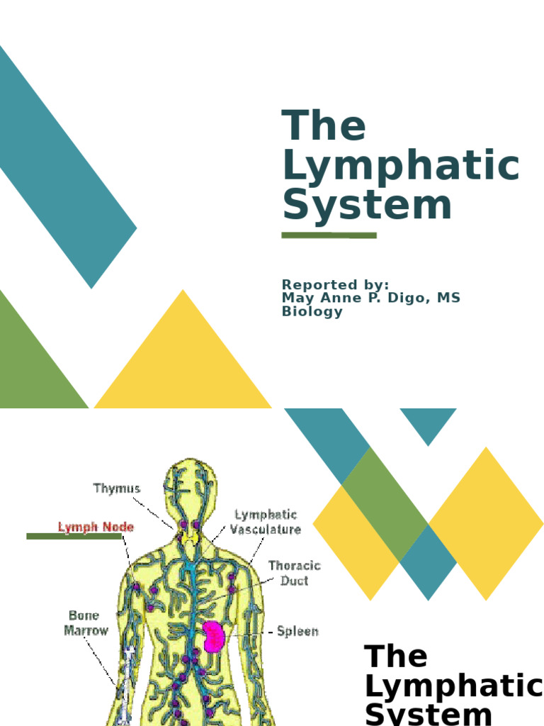 Understanding the Lymphatic System | PDF