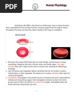 Red Blood Cell Adaptations Explained | PDF