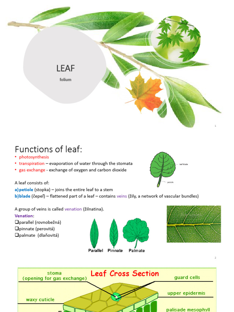 Leaf Structure and Functions | PDF