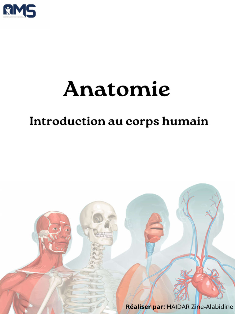 Anatomie | PDF